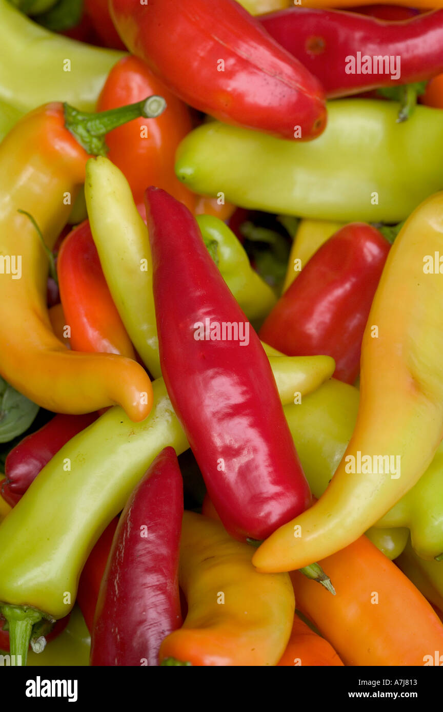 Red yellow and orange chilli peppers at West Dean Chilli Fiesta Stock ...