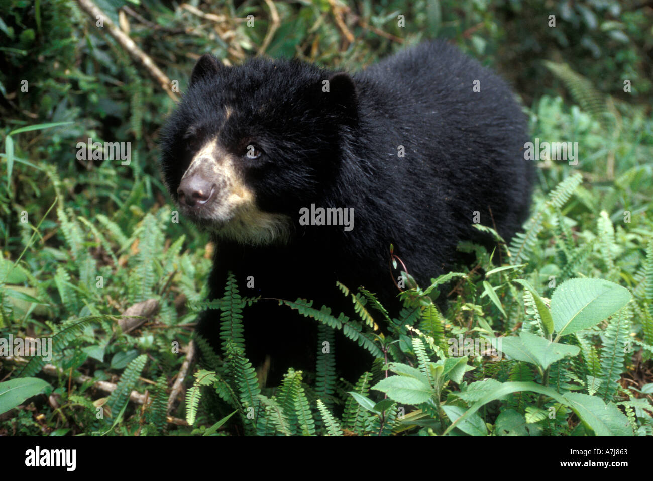 SPECTACLED BEAR (Tremarctos ornatus) La Planada Nature Reserve ...