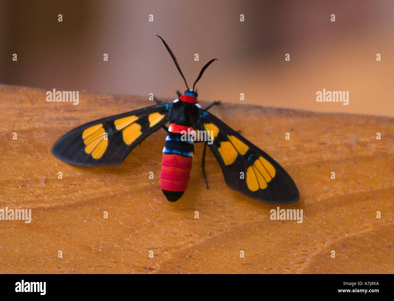 Red and gold moth at Golden Buddha Beach in the Ko Phrathong Island ...