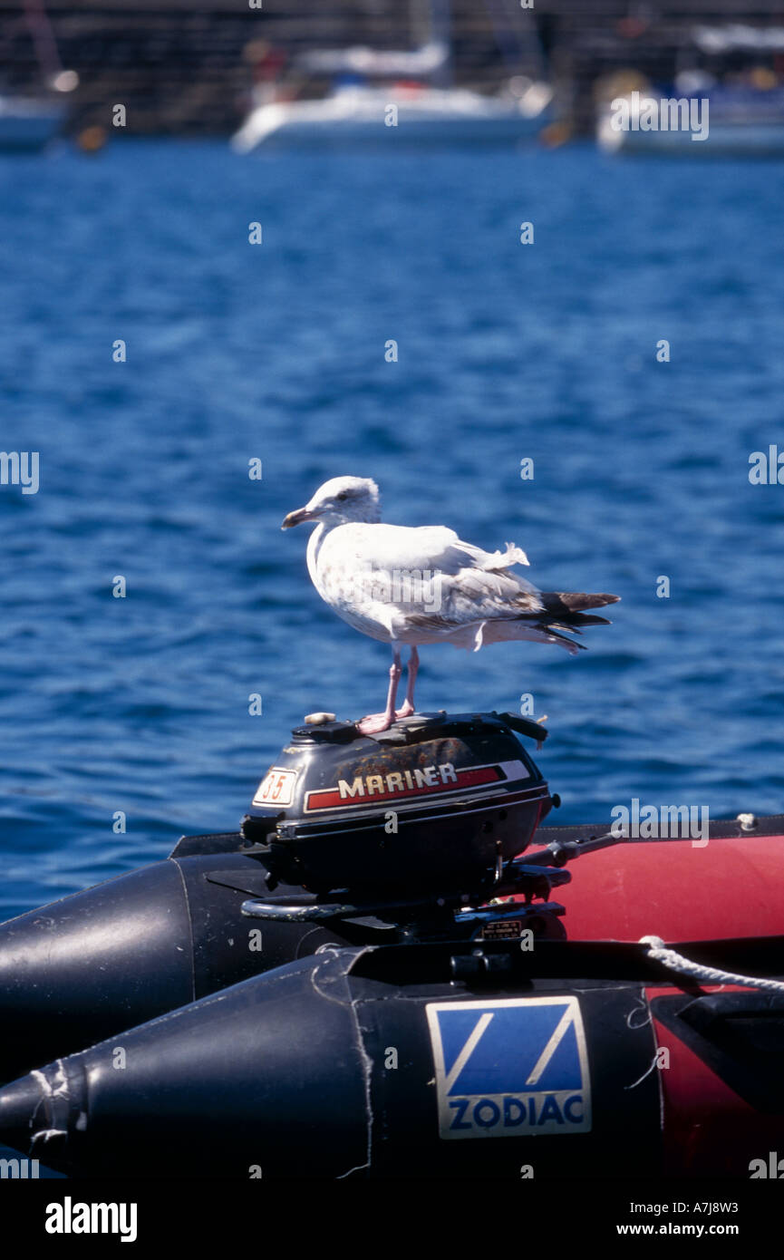 Seagull sitting on a boat engine Stock Photo - Alamy