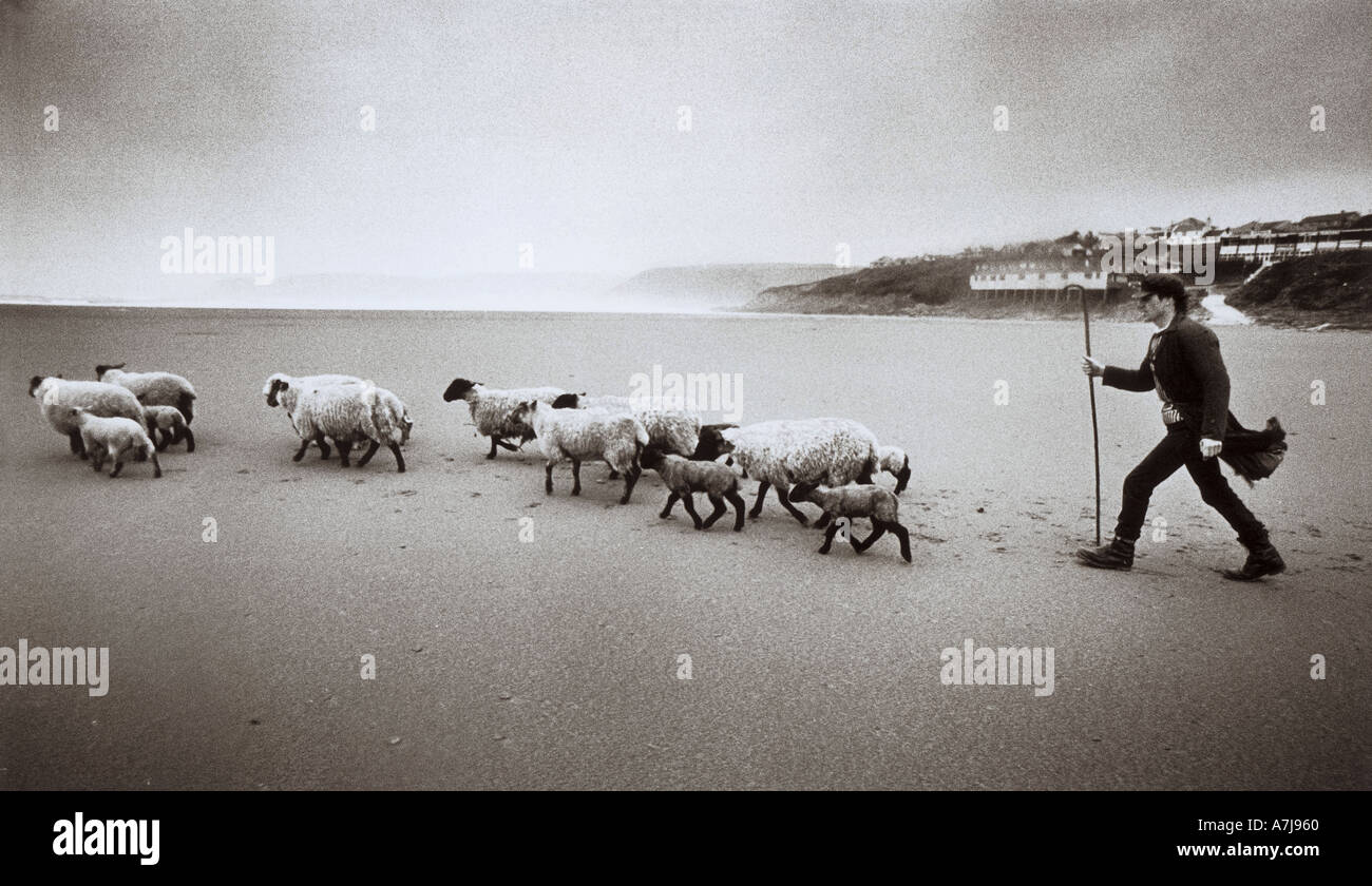 A young shepherd drives a flock of sheep over the sand causeway to ...