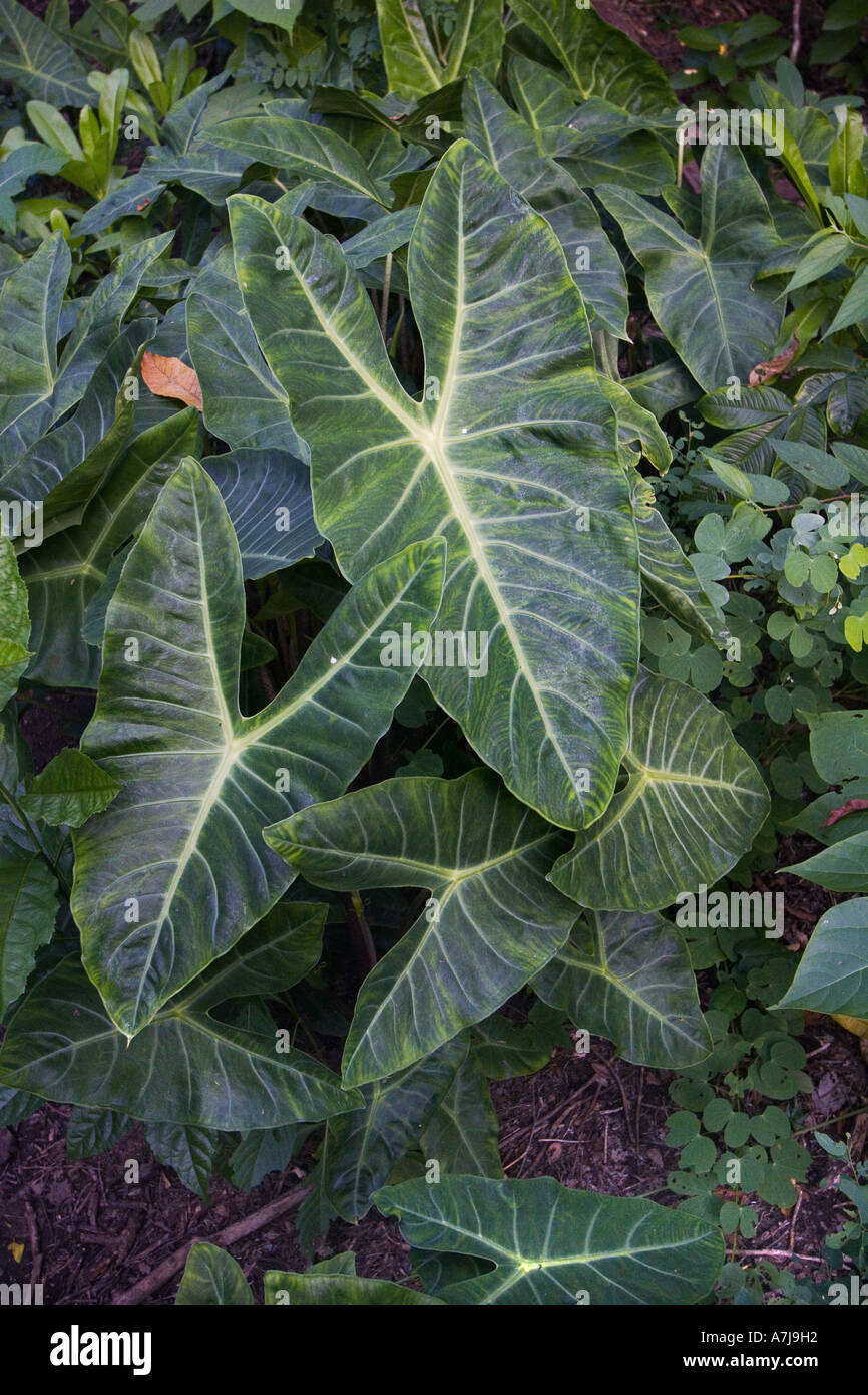 Flourishes in forests hi-res stock photography and images - Alamy