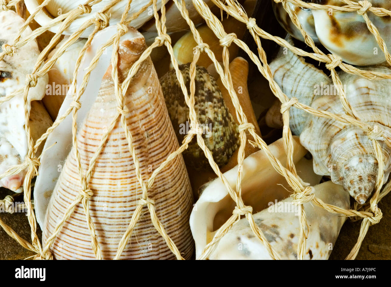 Assorted sea shells in a net Stock Photo - Alamy