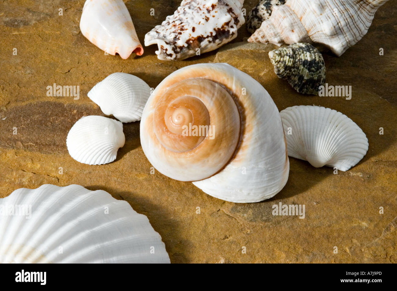 Assorted sea shells on a sandstone surface Stock Photo - Alamy