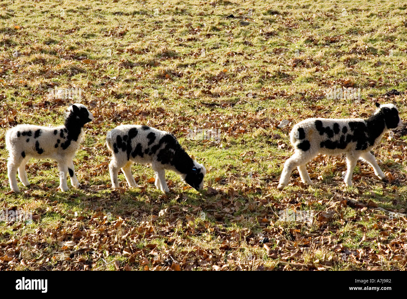 Black and white jacob lambs hi-res stock photography and images - Alamy