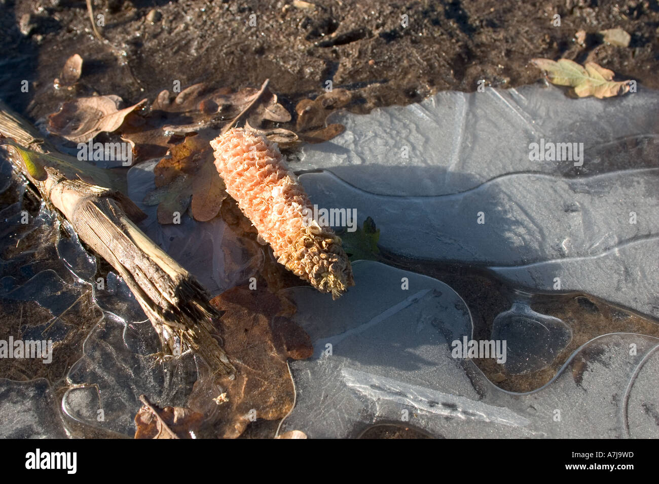 Dead crops hi-res stock photography and images - Alamy