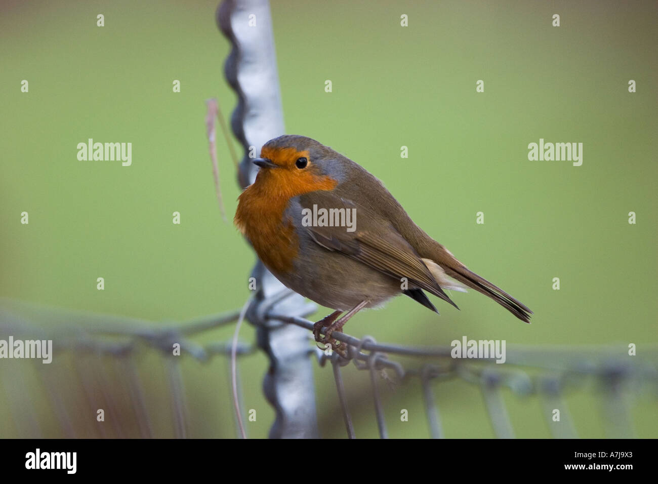 Robin sitting on wire fence hi-res stock photography and images - Alamy