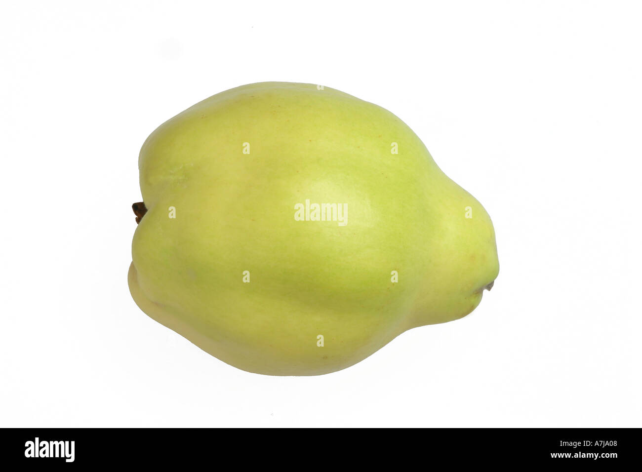 one quince on a white background Stock Photo - Alamy