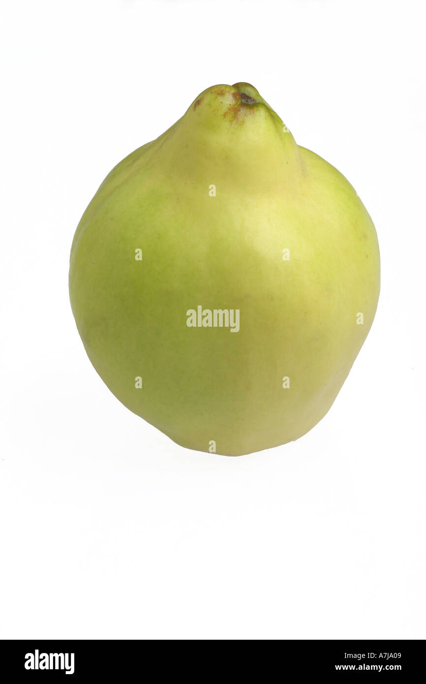 one quince on a white background Stock Photo - Alamy