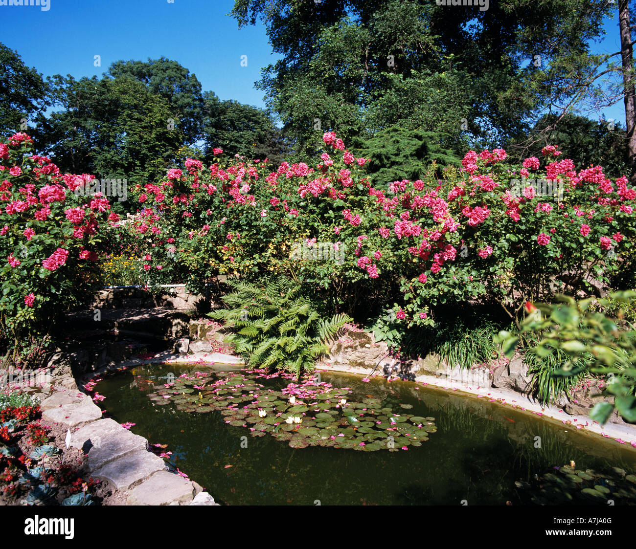 Sangerhausen europa rosarium hi-res stock photography and images - Alamy