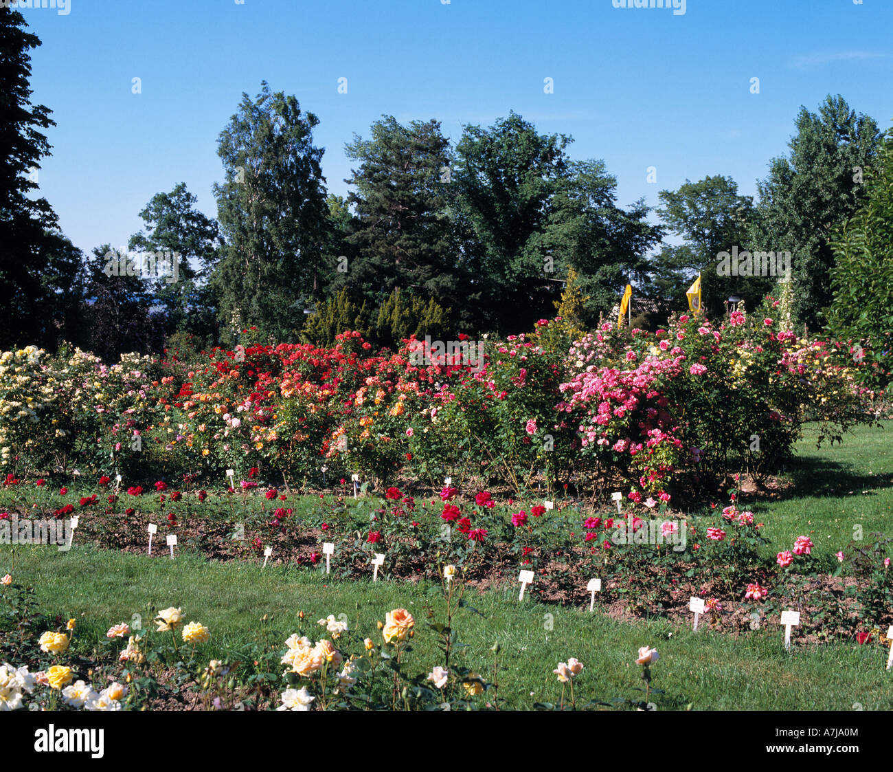 Sangerhausen europa rosarium hi-res stock photography and images - Alamy