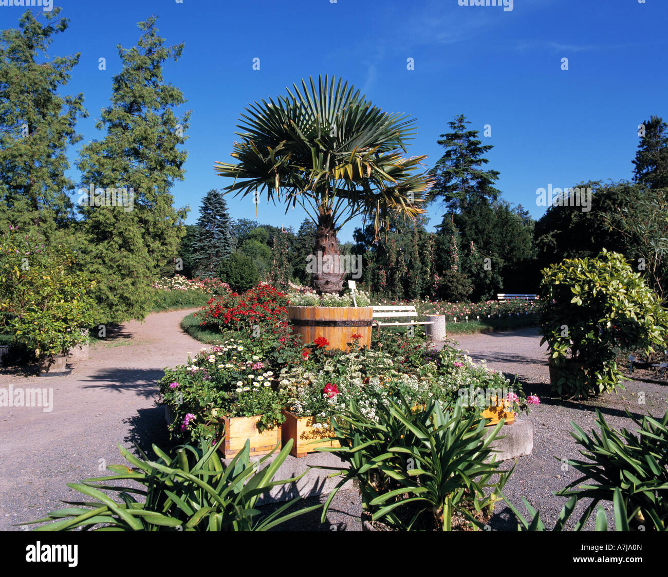 Rosenpark Europa-Rosarium in Sangerhausen, Harzvorland, Sachsen-Anhalt ...