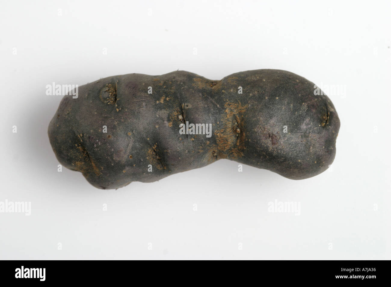 one black potato on a white background Stock Photo - Alamy