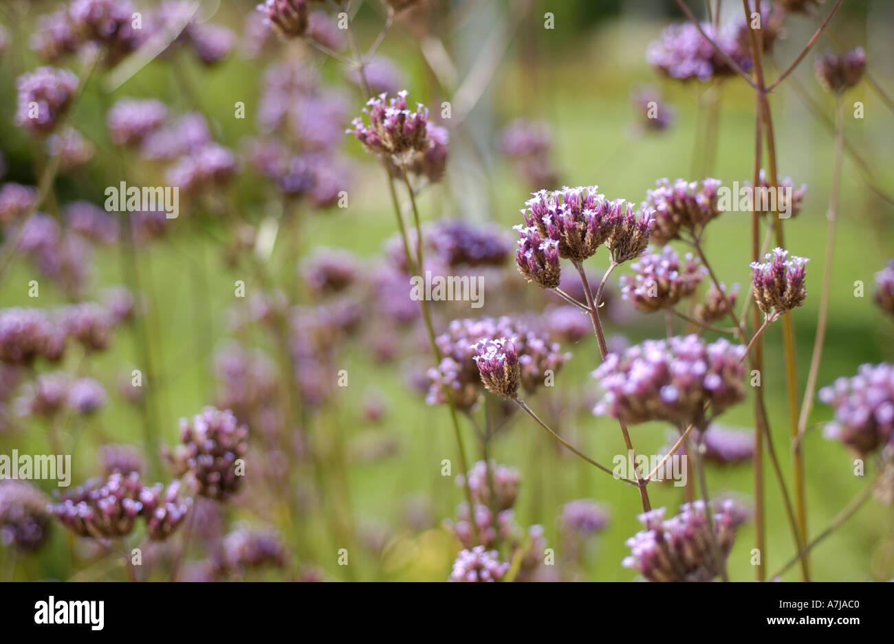 Tall Verbena Verbera Bonariensis Stock Photo - Alamy