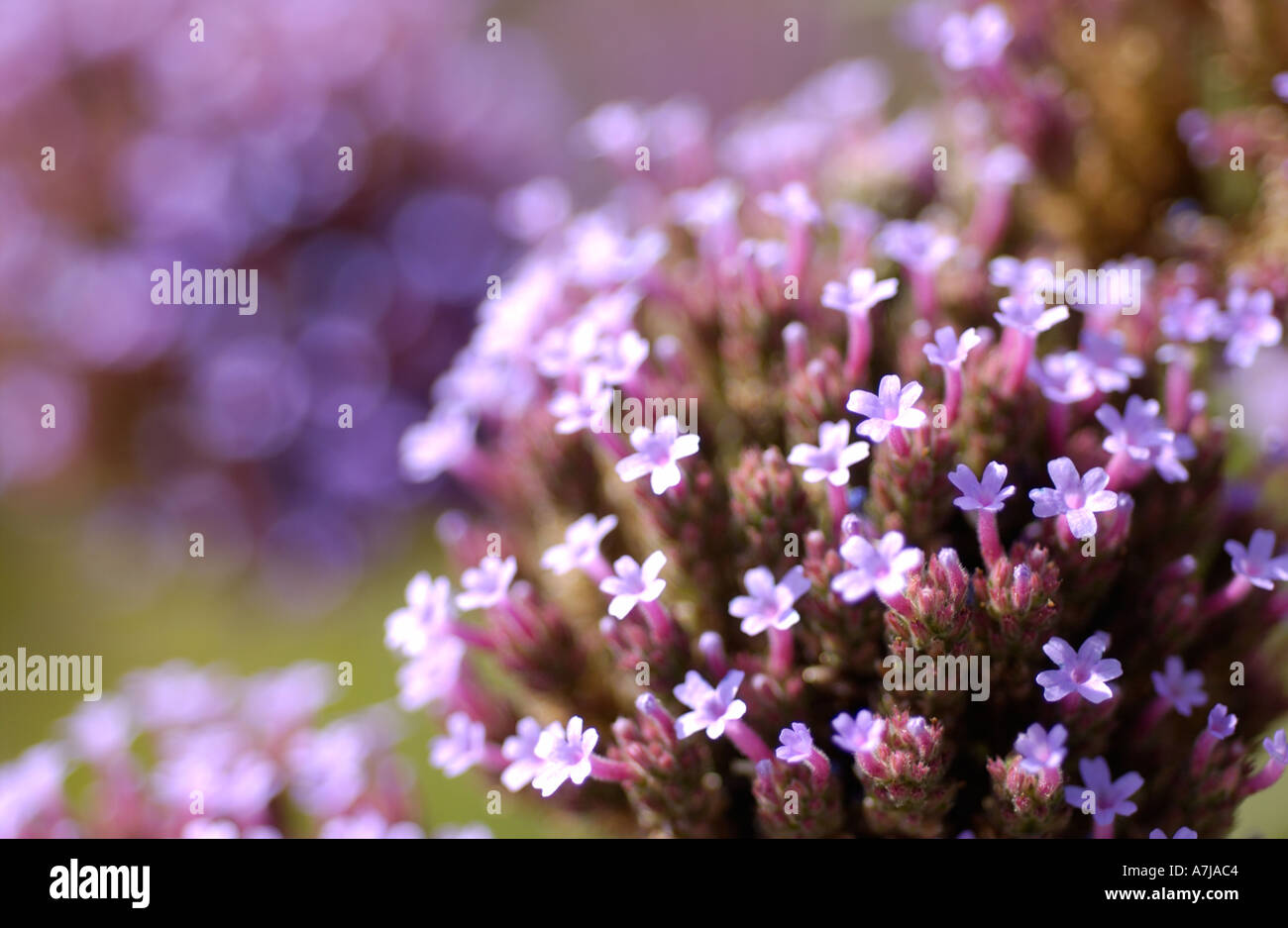Tall Verbena Verbera Bonariensis Stock Photo - Alamy