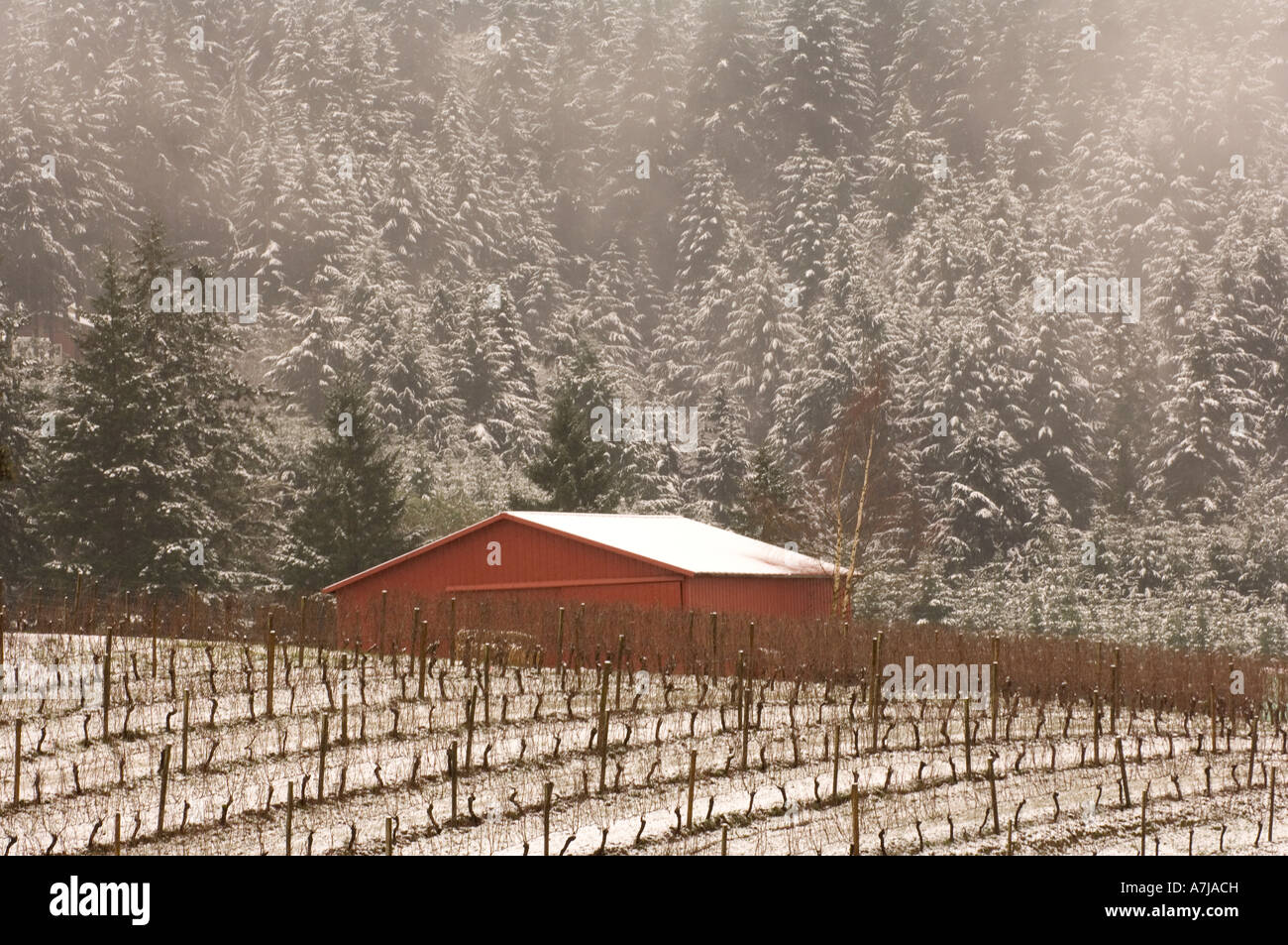 Snowstorm at ChehalemEstate Vineyard, Coral Creek, Chehalem AVA near ...