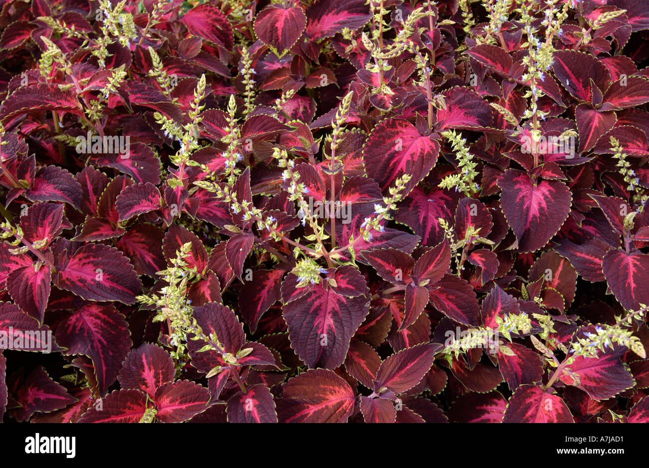 Coleus Blumei Longitudinal Section
