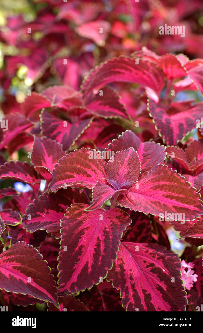 Coleus shade garden hi-res stock photography and images - Alamy
