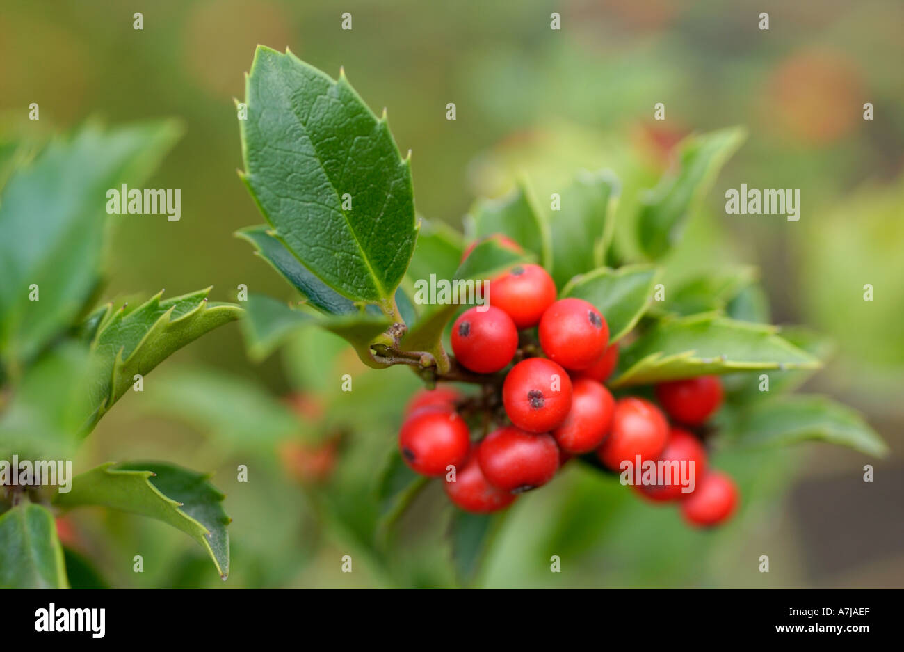 Stem of holly hi-res stock photography and images - Alamy