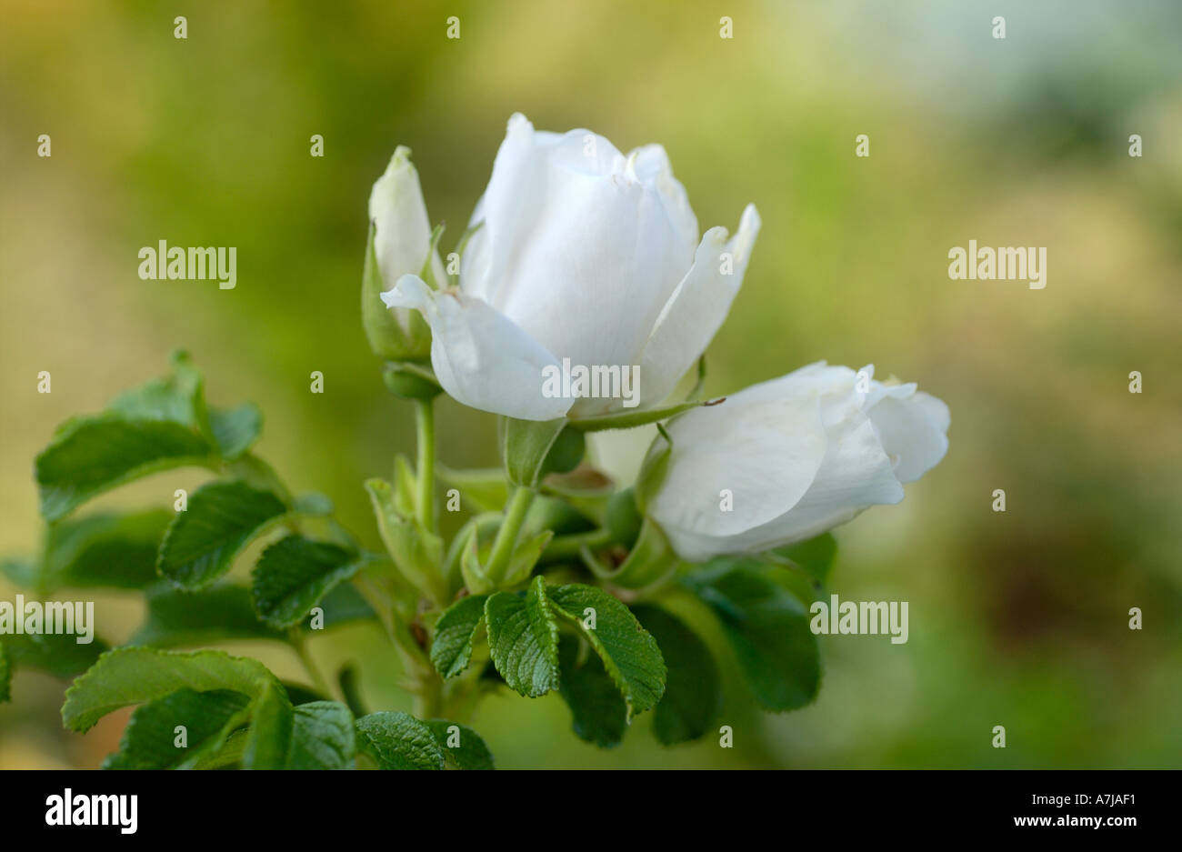 white Heritage Rose Stock Photo - Alamy