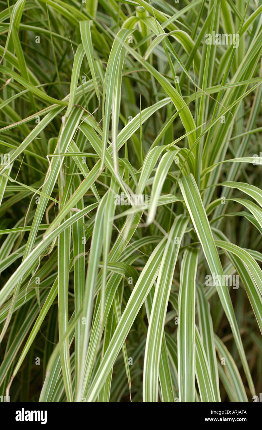 Veriegated Silver Grass Variegatus Miscanthus sinensis Stock Photo - Alamy