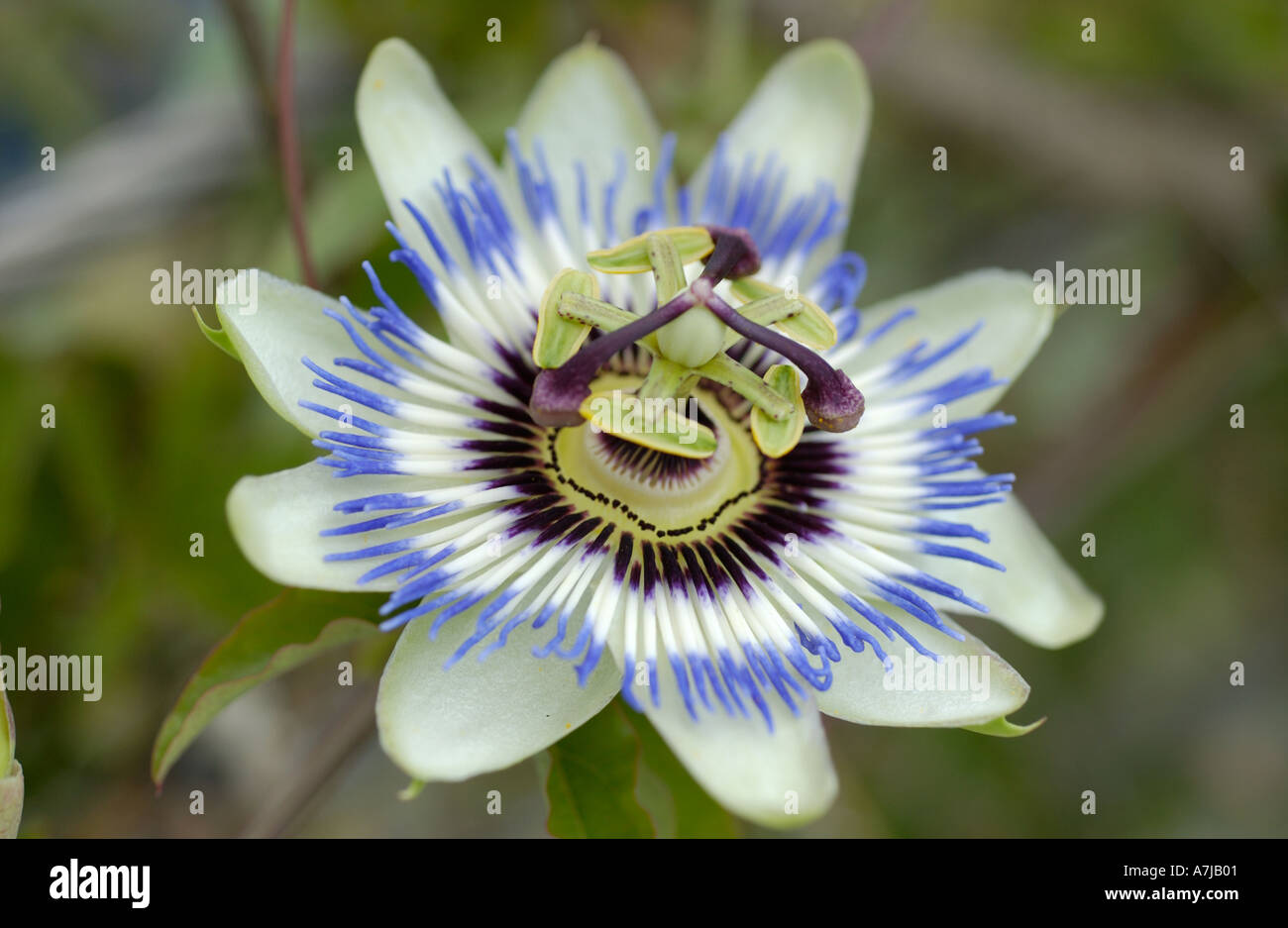 Passion Flower Passiflora Caerulea Passifloraceae Stock Photo - Alamy