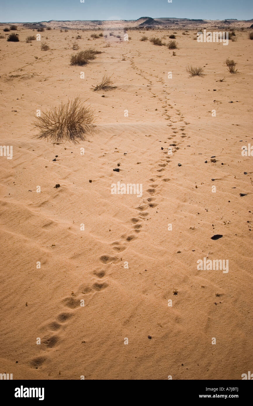 Footsteps in Sinai desert Stock Photo - Alamy