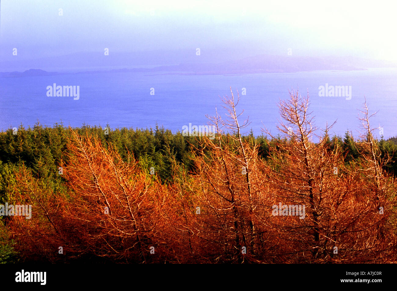 View from Skye across pine forest to Scottish Mainland Stock Photo - Alamy