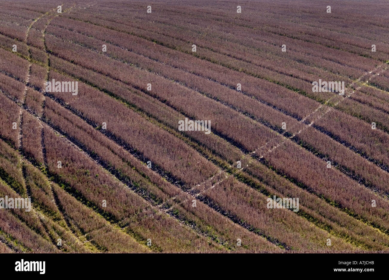 Field mark hi-res stock photography and images - Alamy