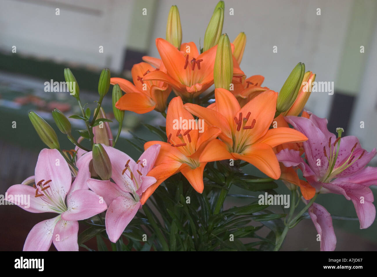 Display of Lilies Stock Photo - Alamy