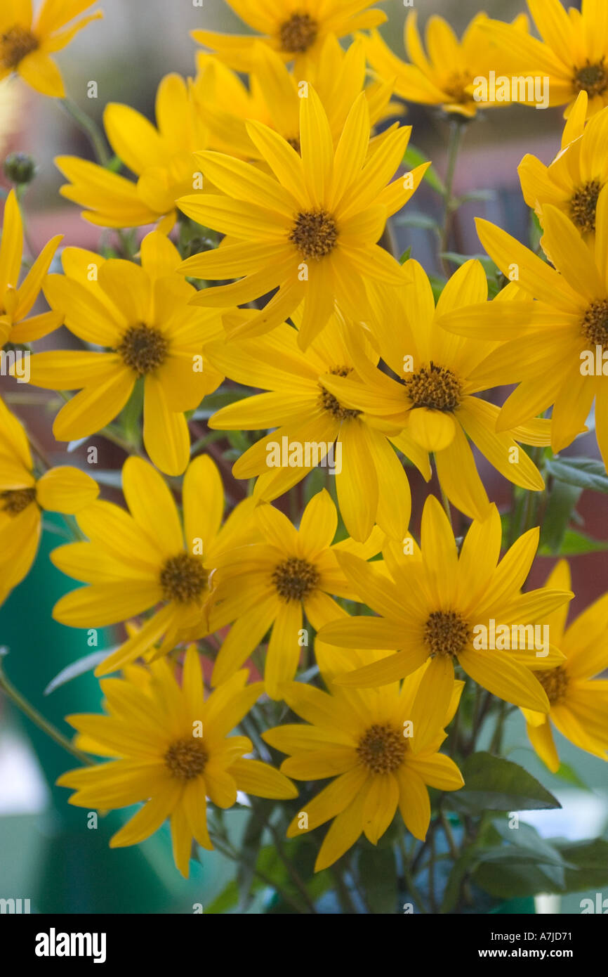 Display flower bouquets hi-res stock photography and images - Alamy