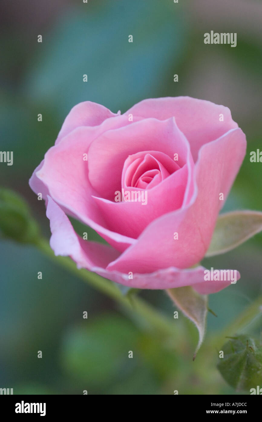 Single Pink Rose flower Stock Photo - Alamy
