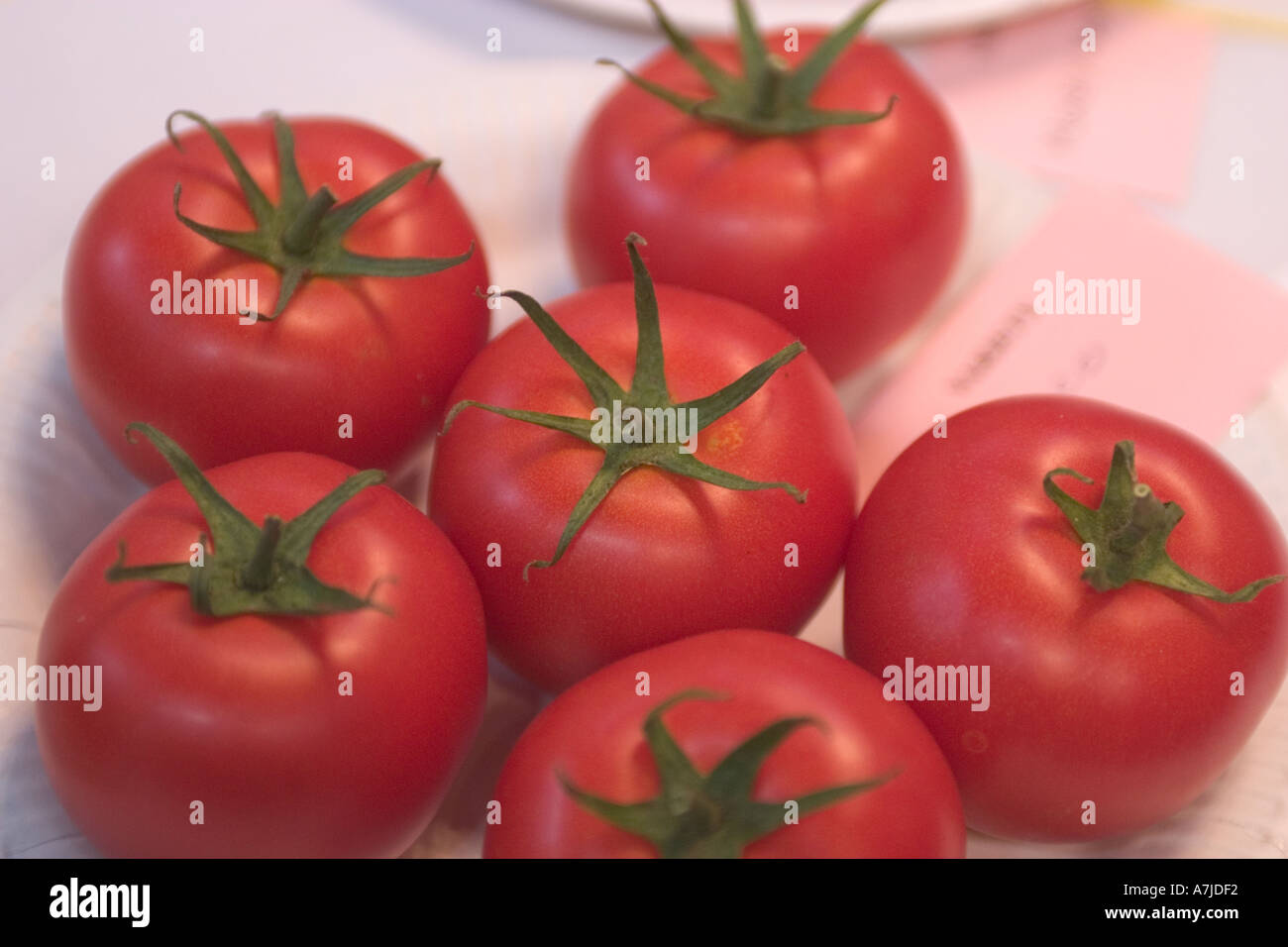 Plate of 6 tomatoes in produce show at City of London Guildhall GB UK ...