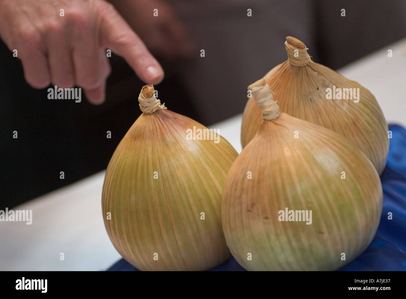 3 giant onions in produce show at Guildhall City of London GB UK Stock ...