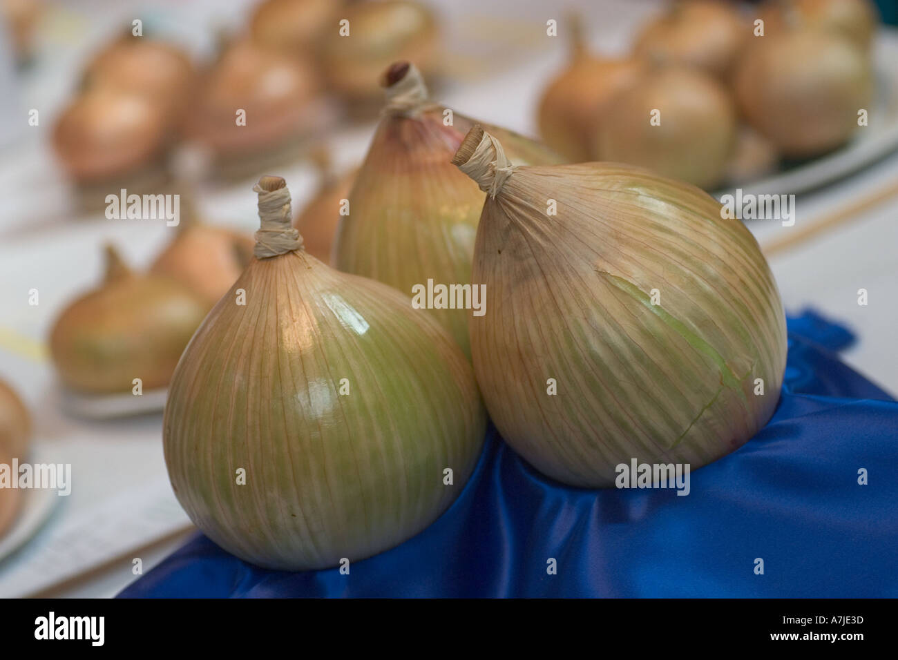3 giant onions at Flower and produce show Stock Photo - Alamy