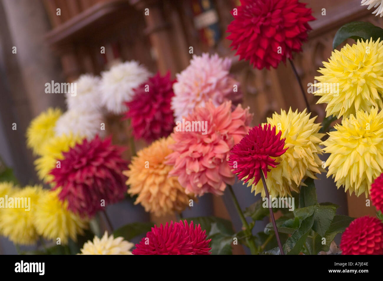 POM POM Dahlia flowers various colours Stock Photo - Alamy