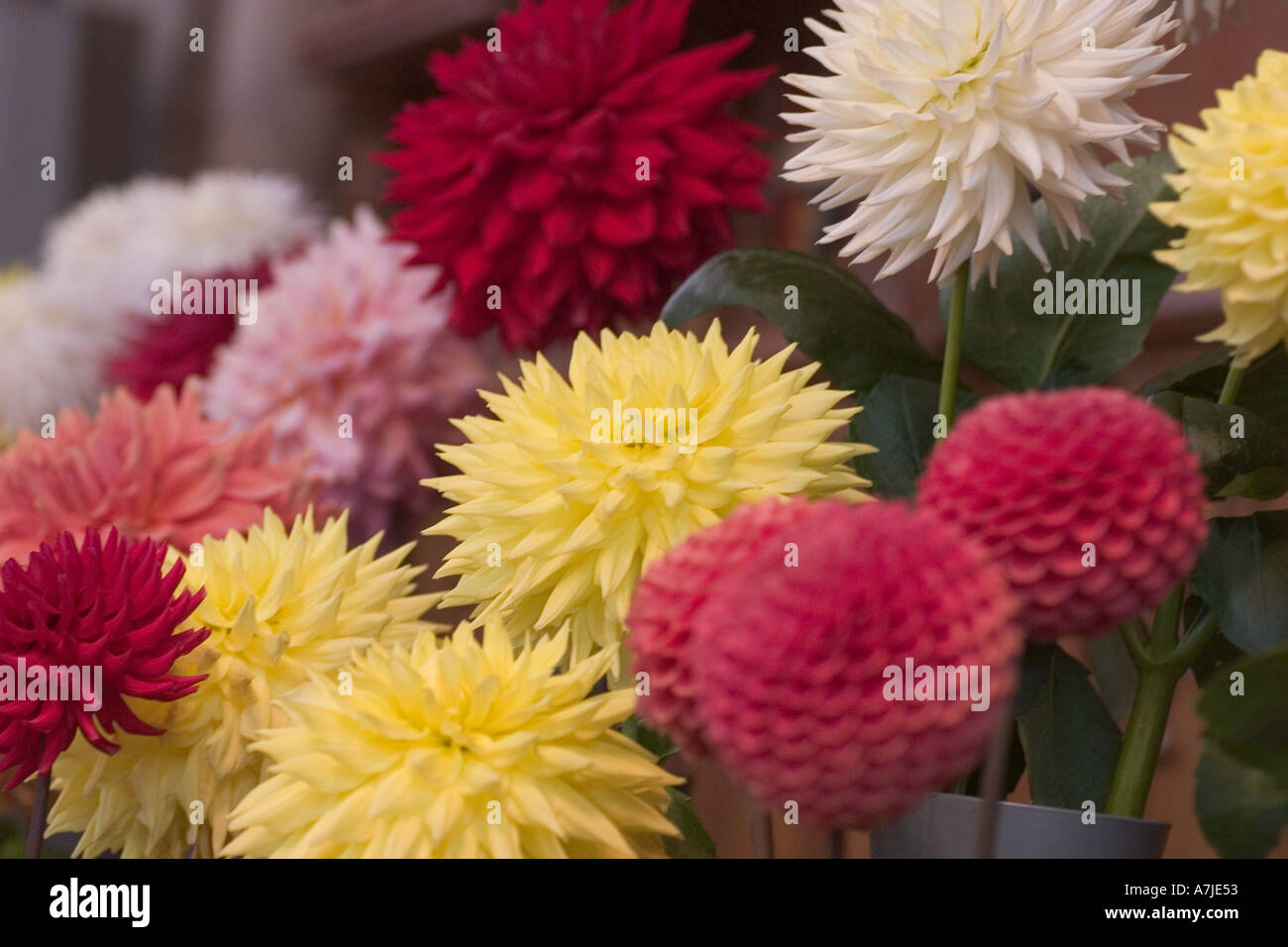 POM POM Dahlia flowers various colours Stock Photo - Alamy