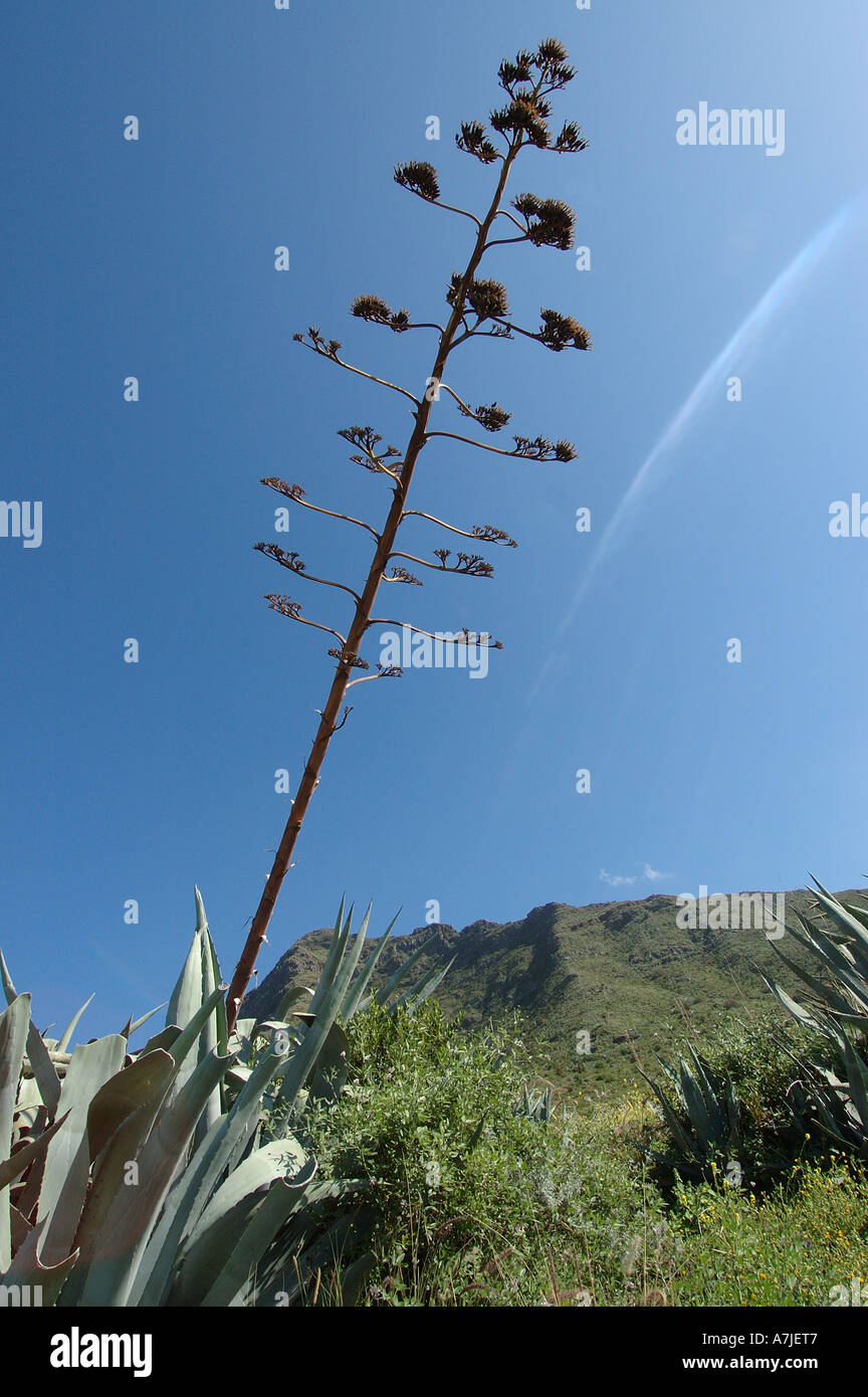 Tequila Plant in Tenerife Bajamar Stock Photo - Alamy