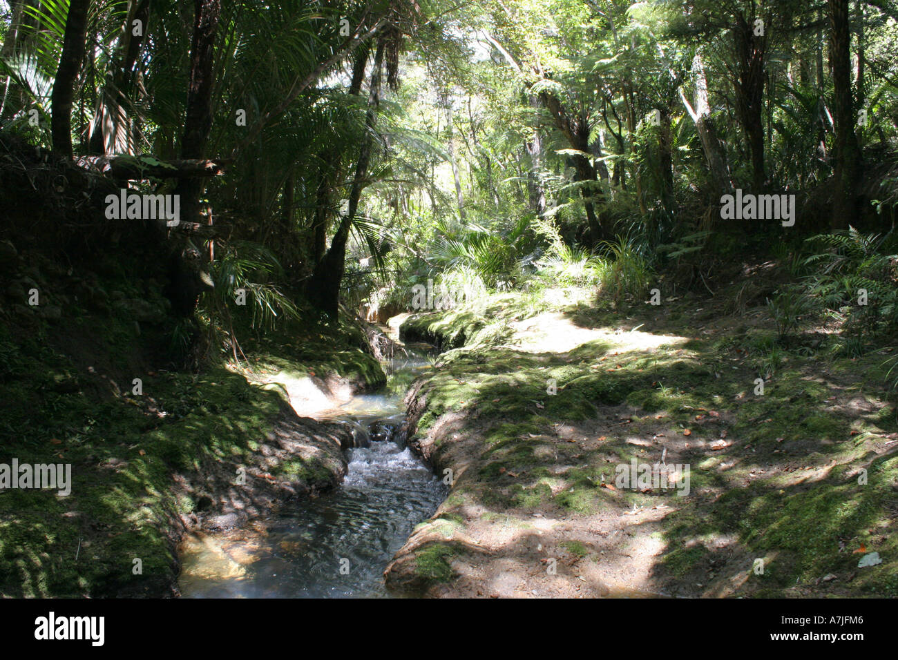 New Zealand bush walk Stock Photo - Alamy