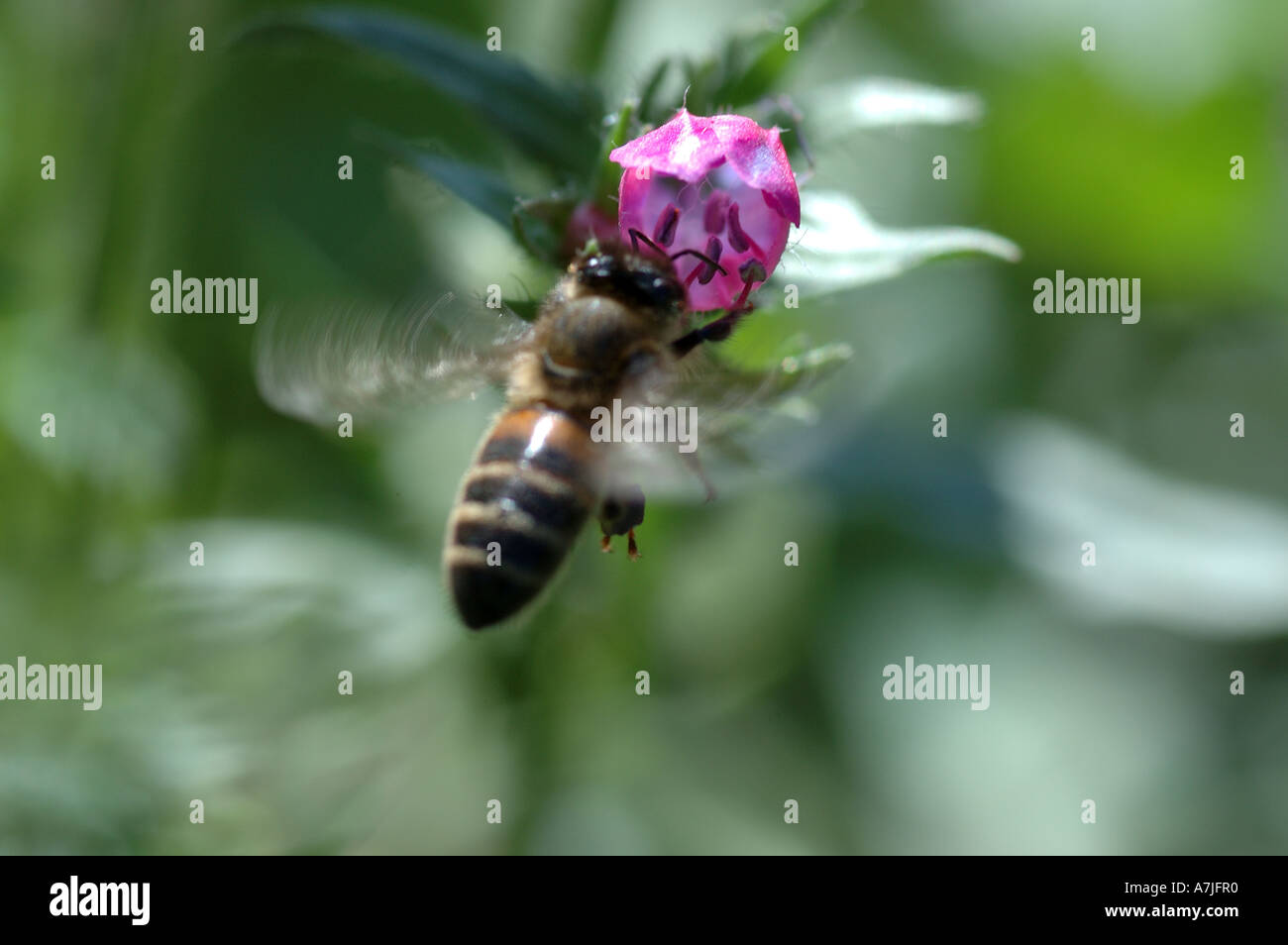 Honey Bee Collecting Nectar Stock Photo - Alamy