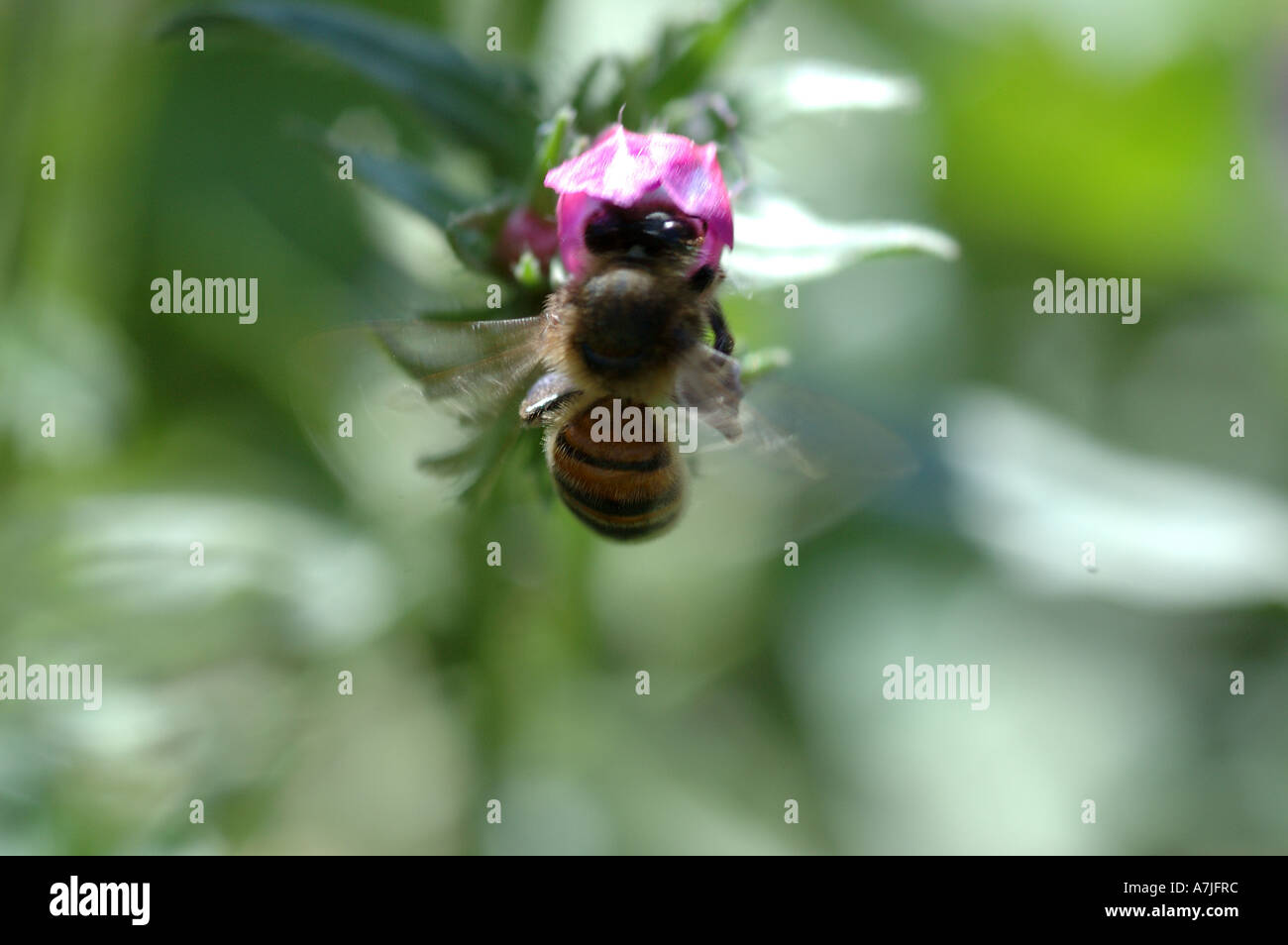 Honey Bee Collecting Nectar Stock Photo - Alamy
