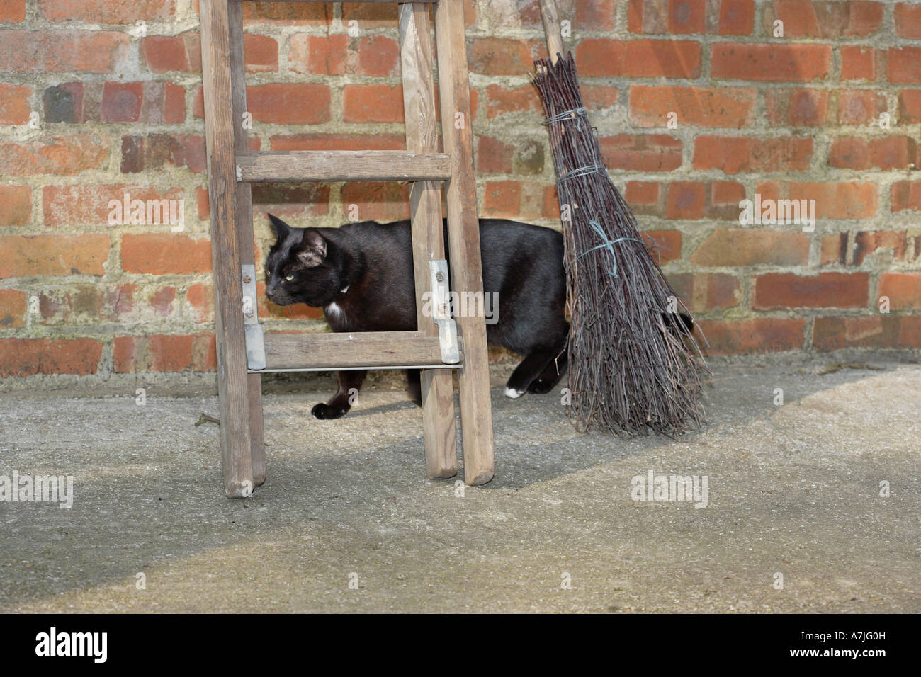 Black cat, brush and ladder superstitions Stock Photo - Alamy