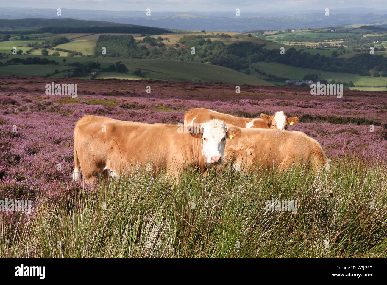 Cows in heather hi-res stock photography and images - Alamy