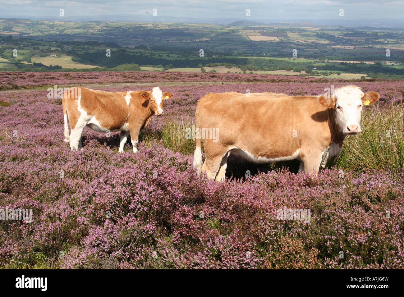 Cows in heather on the Stiperstones, Shropshire Stock Photo - Alamy