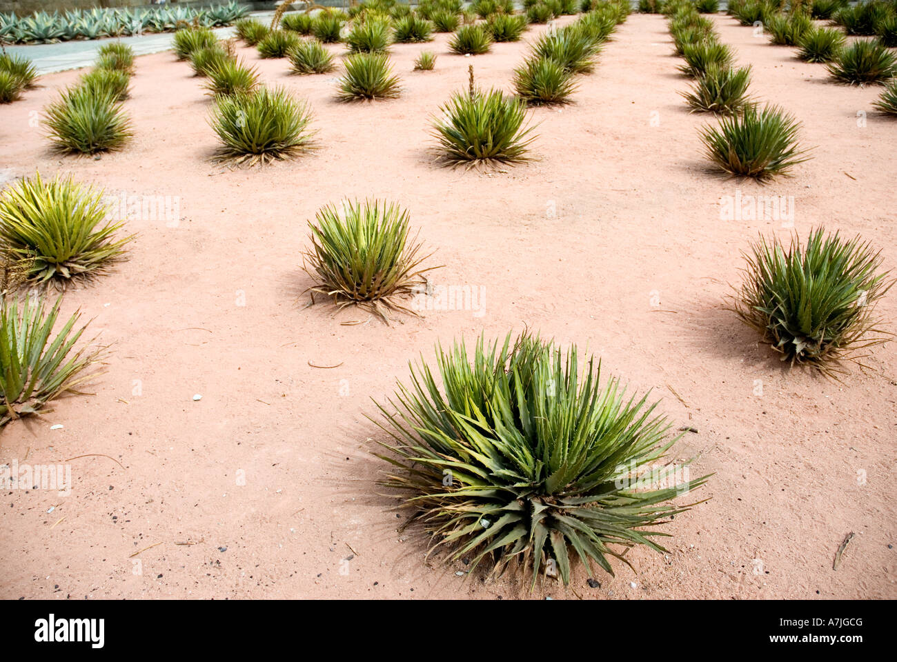 agave plants in oaxaca mexico Stock Photo - Alamy