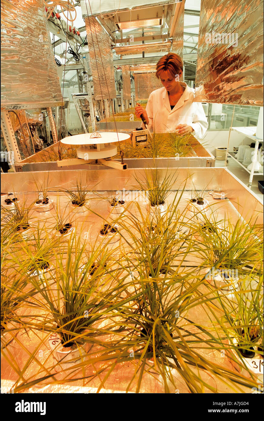 Controlled Experiment Plants