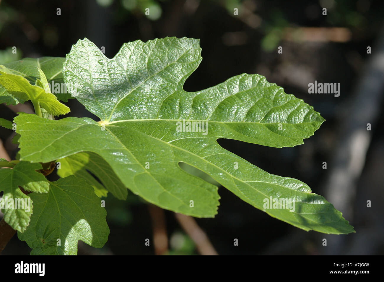 Fig pollination hi-res stock photography and images - Alamy