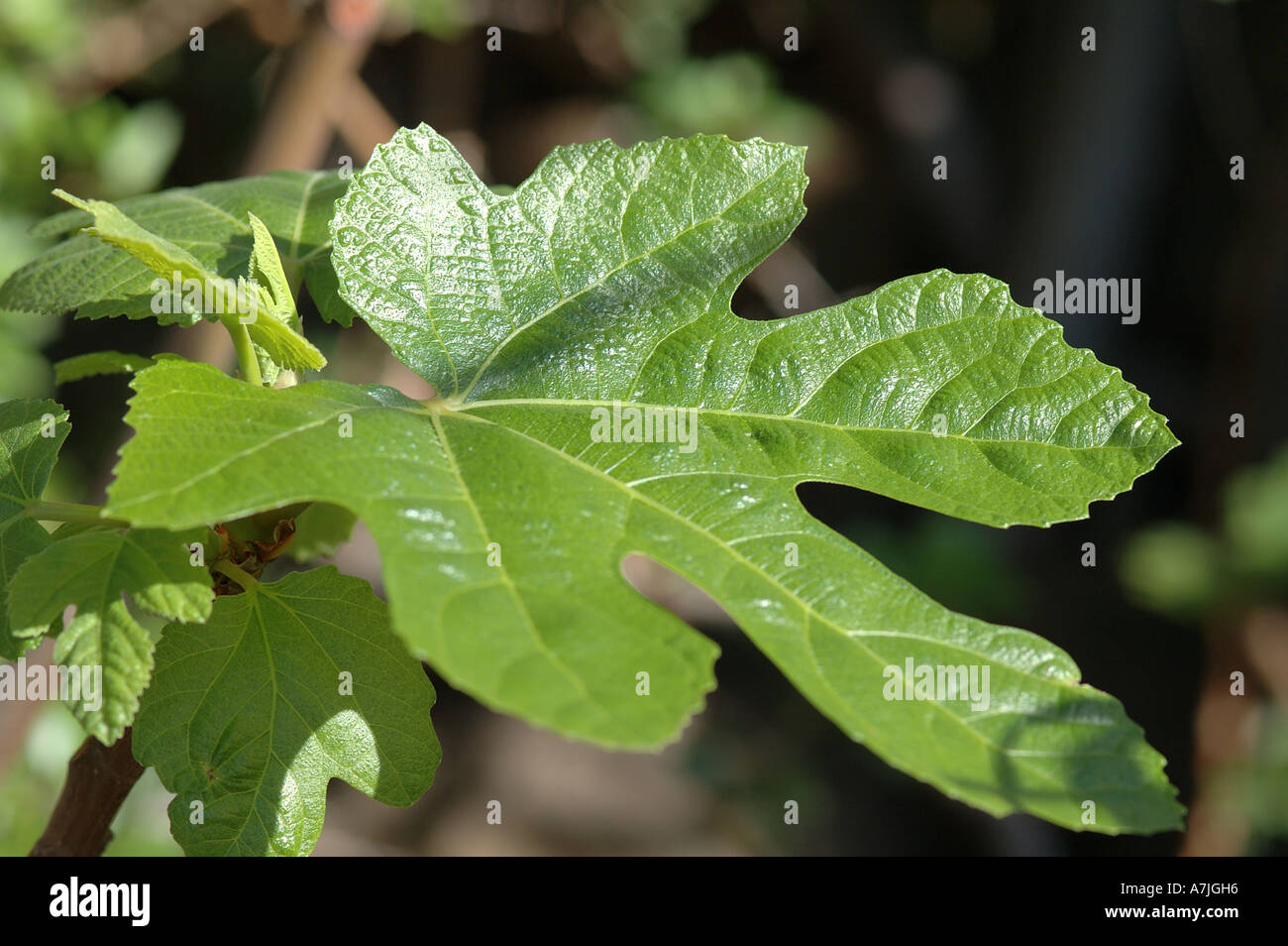 Fig leaf adam and eve hi-res stock photography and images - Alamy