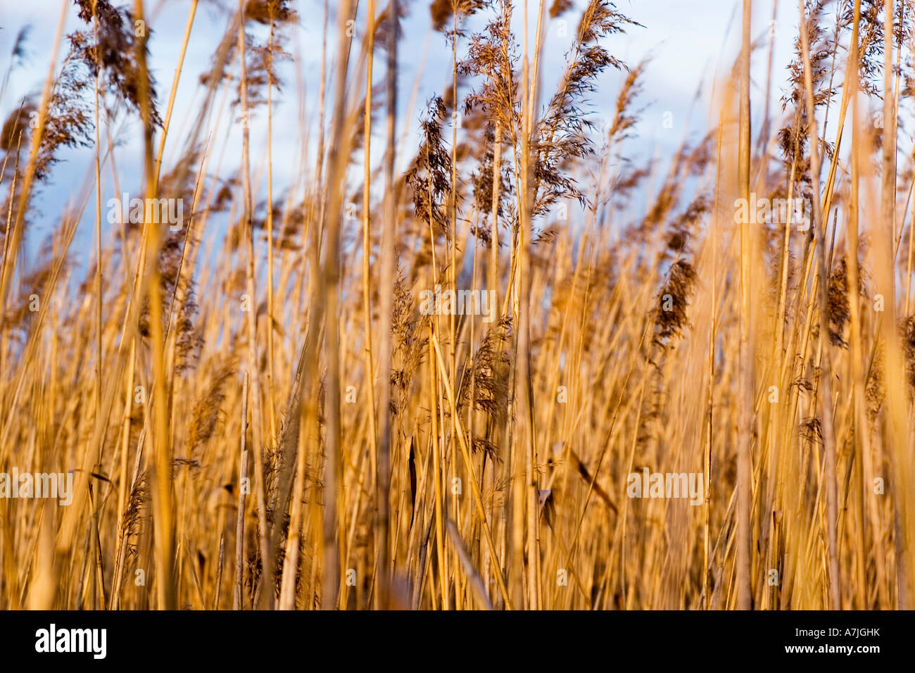 Blade of reed hi-res stock photography and images - Alamy