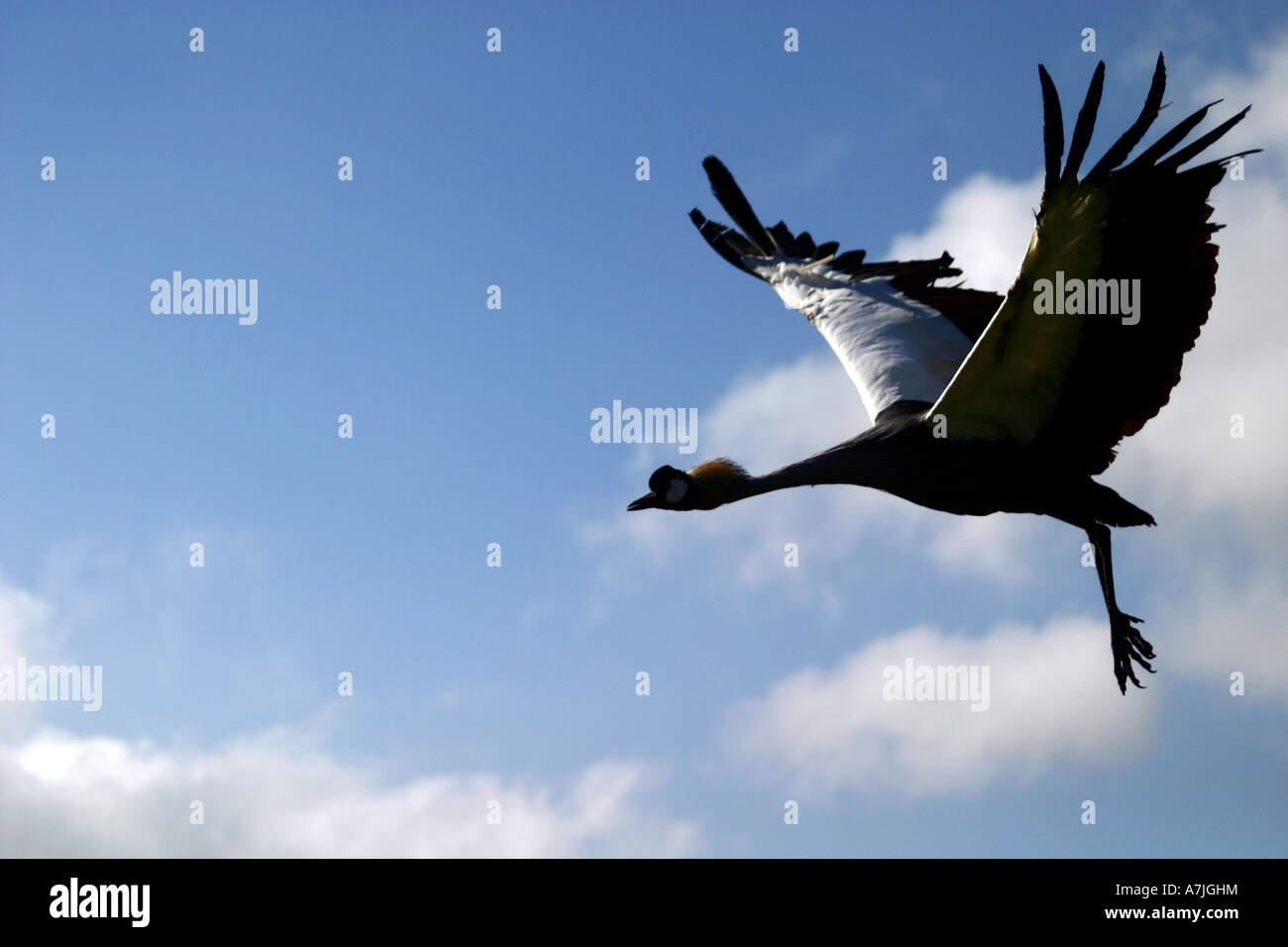 Big bird flying Stock Photo - Alamy